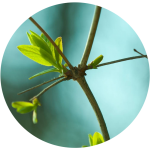 Meal Plans - Carleton University Dining Services